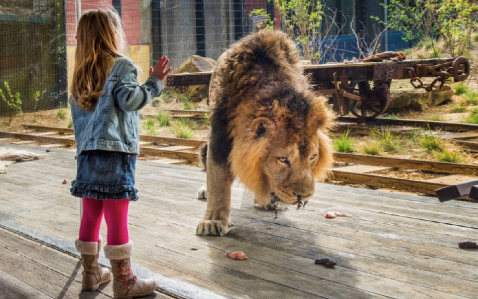Guardian Clarity ™: o Vidro invisível
